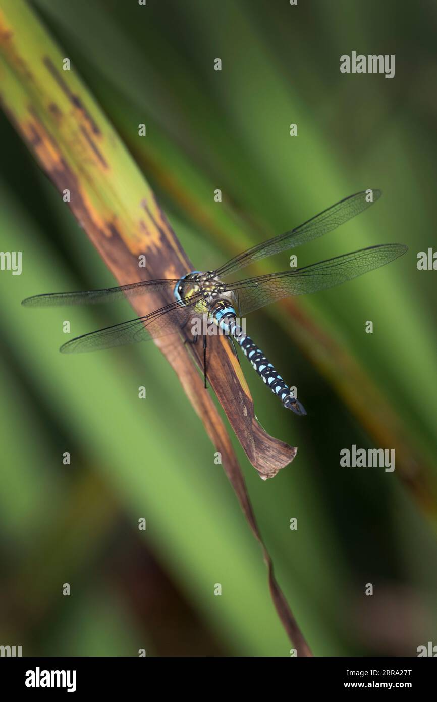 Dragonfly is a beautiful colorful insects of summer Stock Photo - Alamy