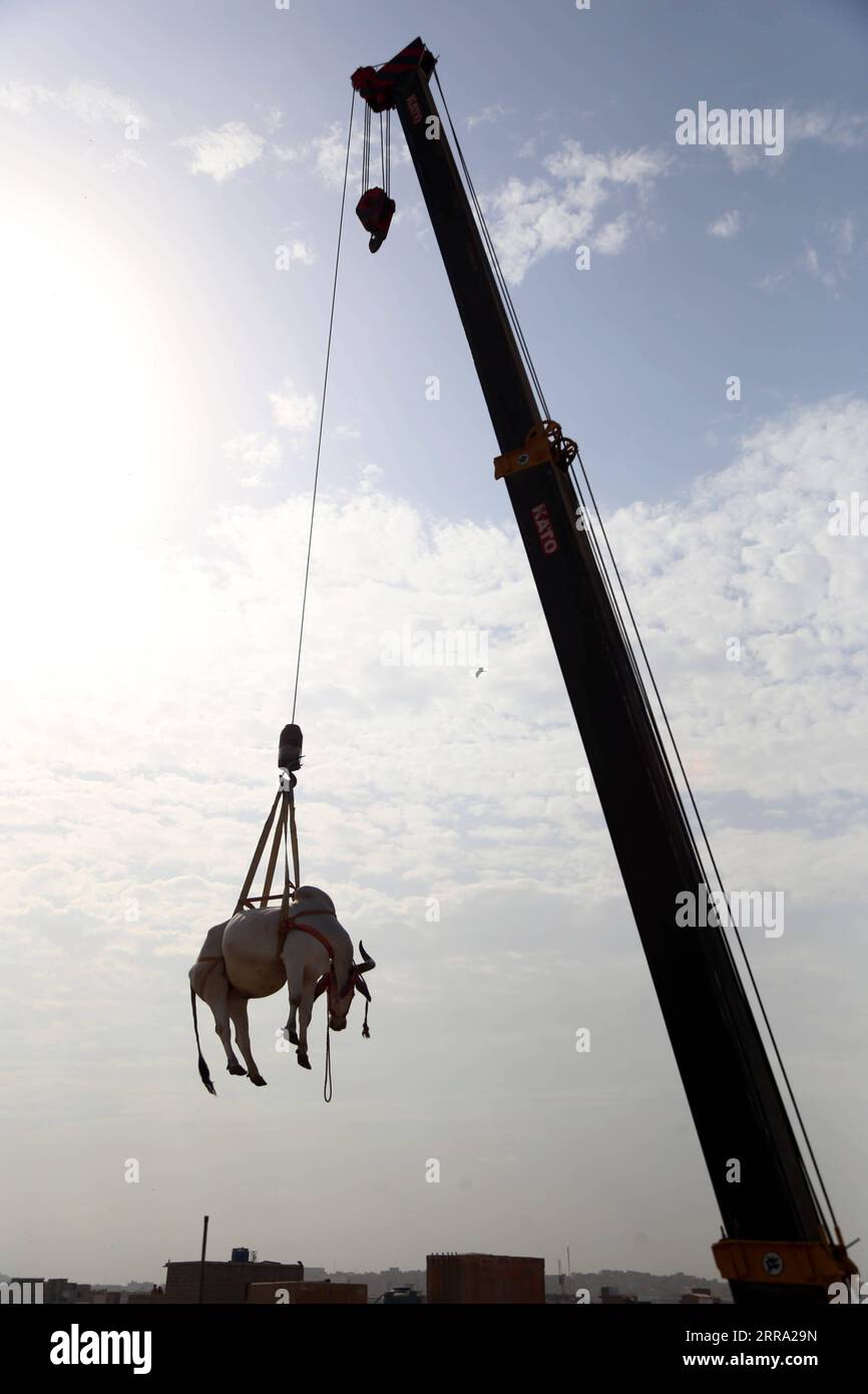 210712 -- KARACHI, July 12, 2021 -- A sacrificial cow is lowered from a ...