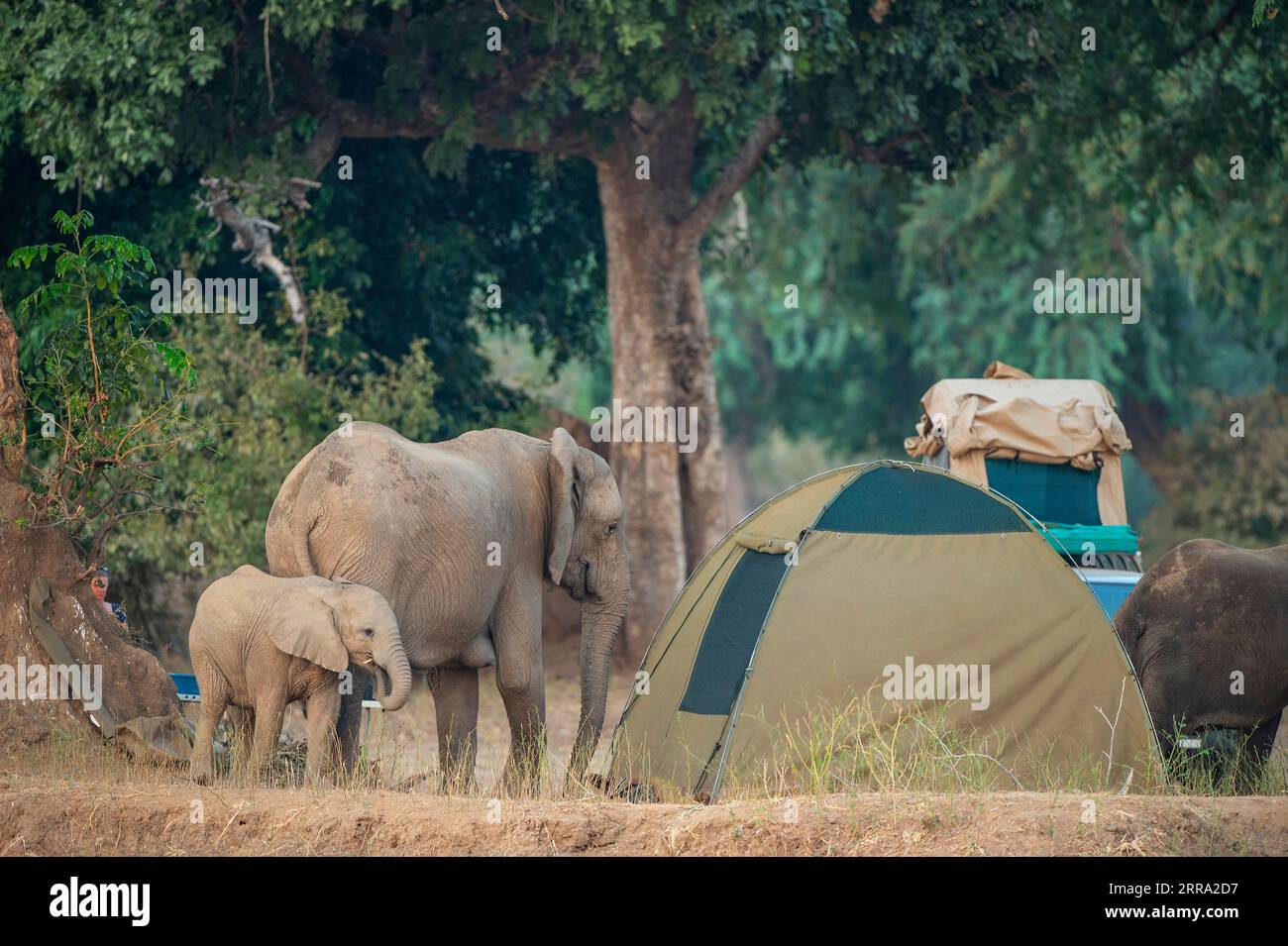 Elephants are seen close to campers' tents in Mana Pools National Park ...