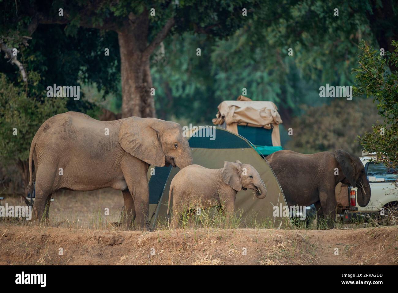 Campers and tents hi-res stock photography and images - Alamy