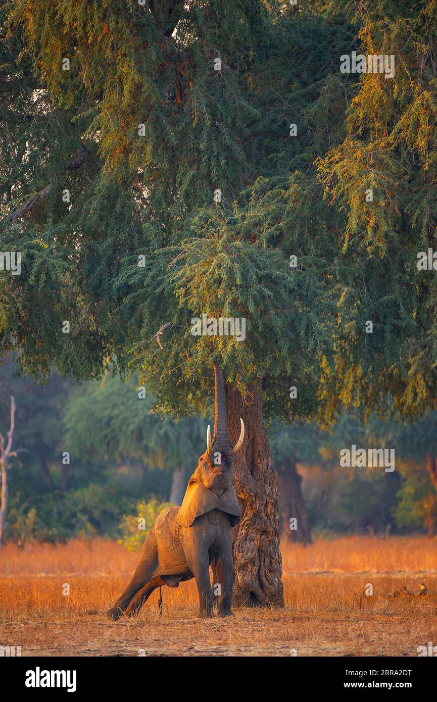 A large male elephant reaches into a Faidherbia albida tree for apple ...