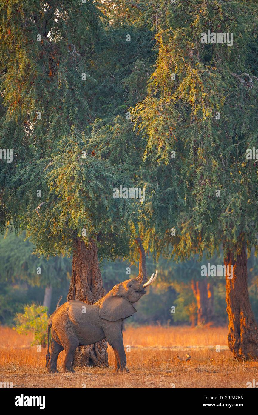 A large male elephant reaches into a Faidherbia albida tree for apple ...