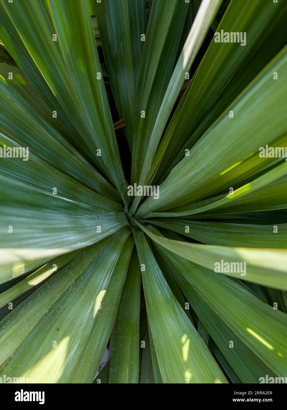 Yucca palms hi-res stock photography and images - Alamy