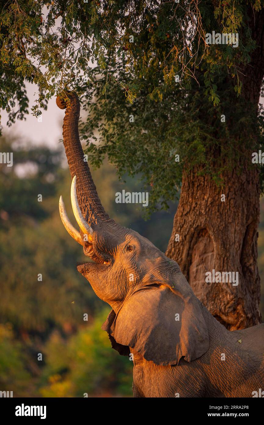 A large male elephant reaches into a Faidherbia albida tree for apple ...