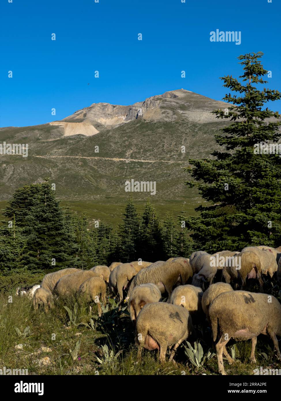 Grazing for sheep hi-res stock photography and images - Alamy