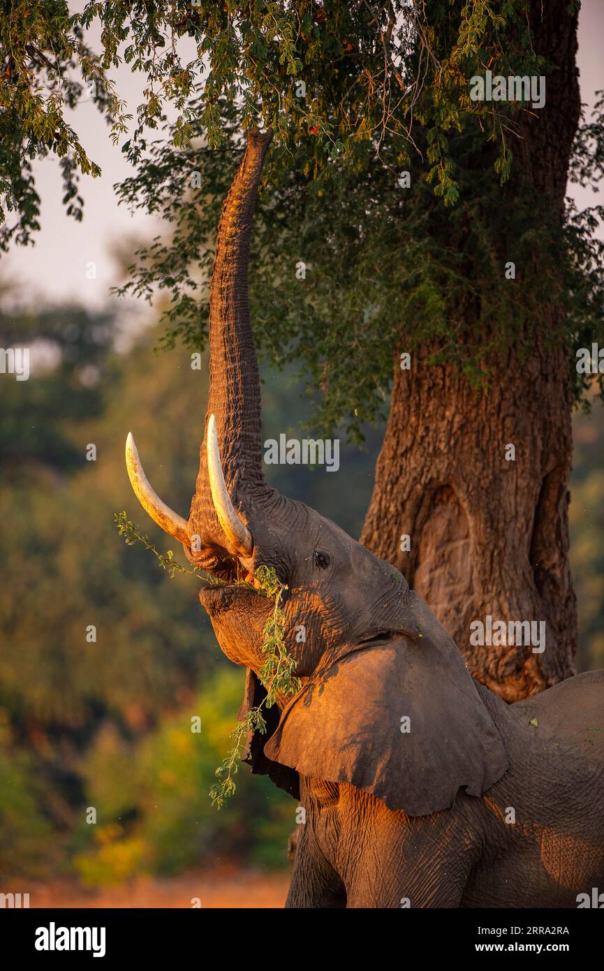 A large male elephant reaches into a Faidherbia albida tree for apple ...