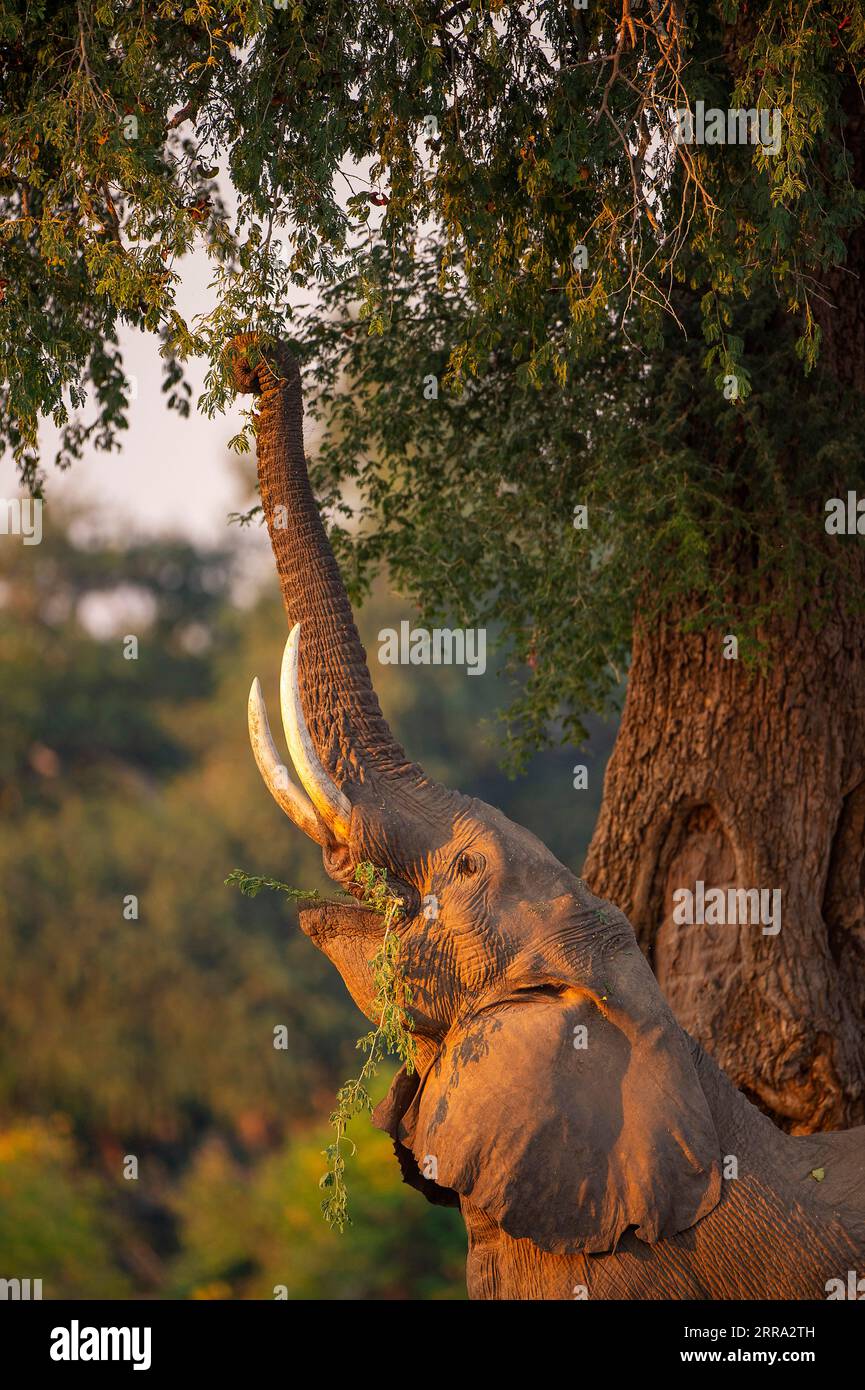 A large male elephant reaches into a Faidherbia albida tree for apple ...
