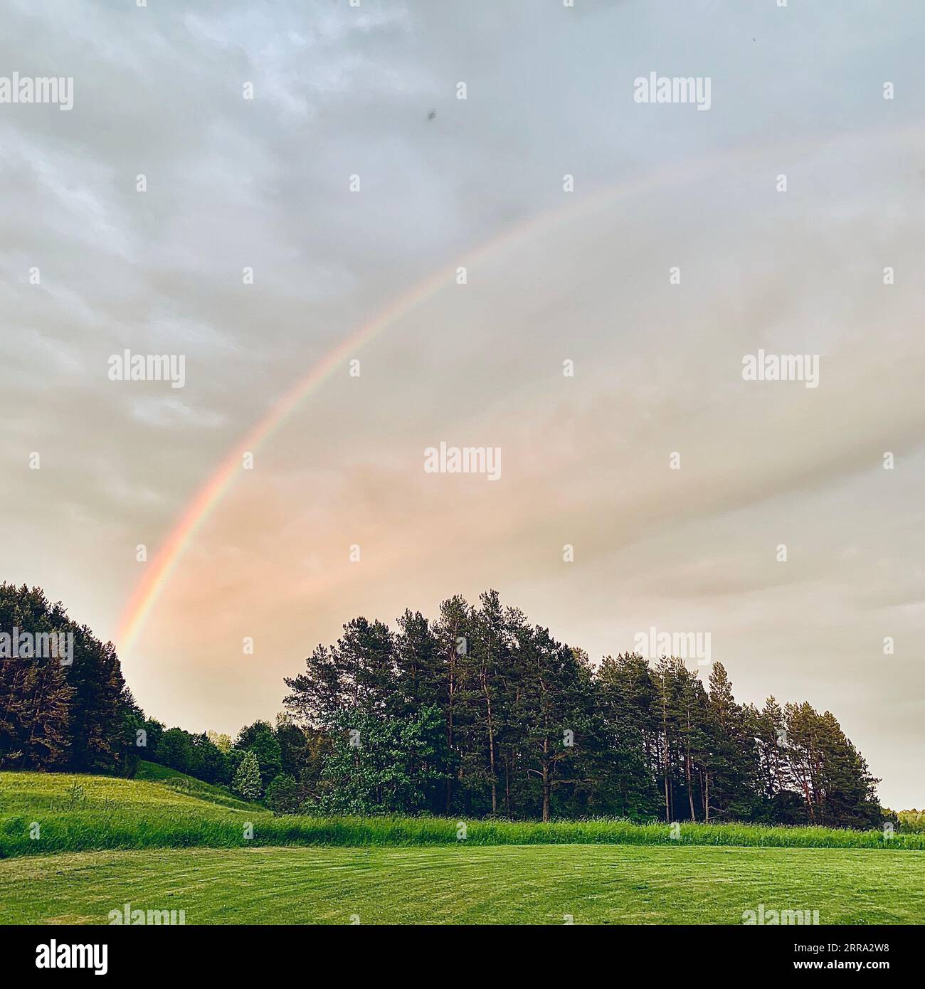 A vibrant field of lush green grass with a stunning rainbow arching ...