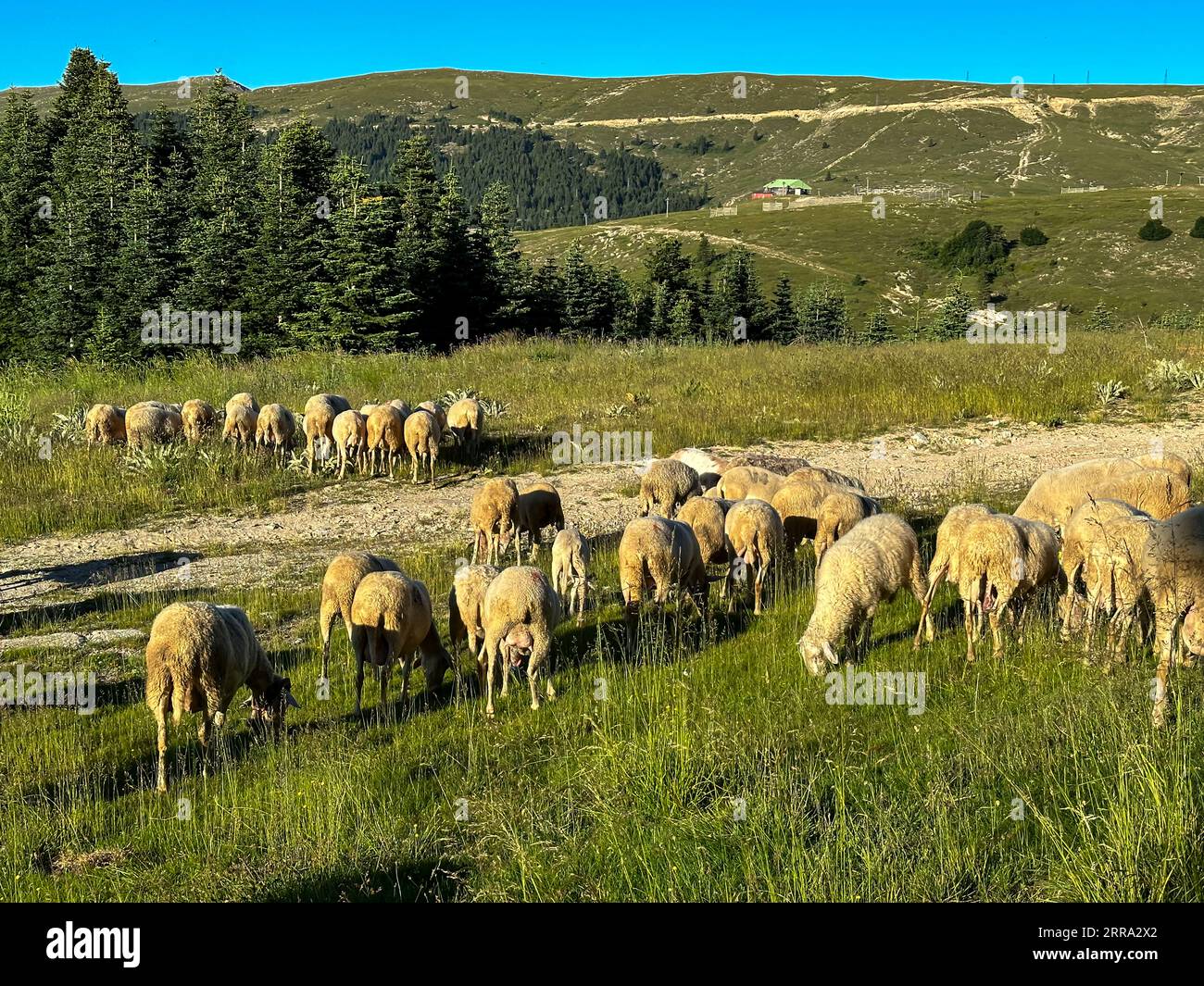 shepherd grazing his sheep in the countryside , natural feeding animals concept , pasture ...