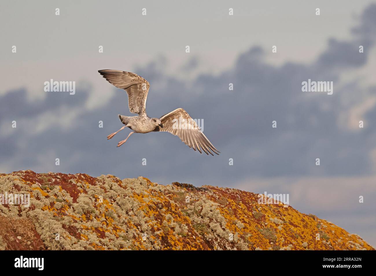 Juvenile Great Black-backed Gull on Skokholm Pembrokeshire wales Stock ...