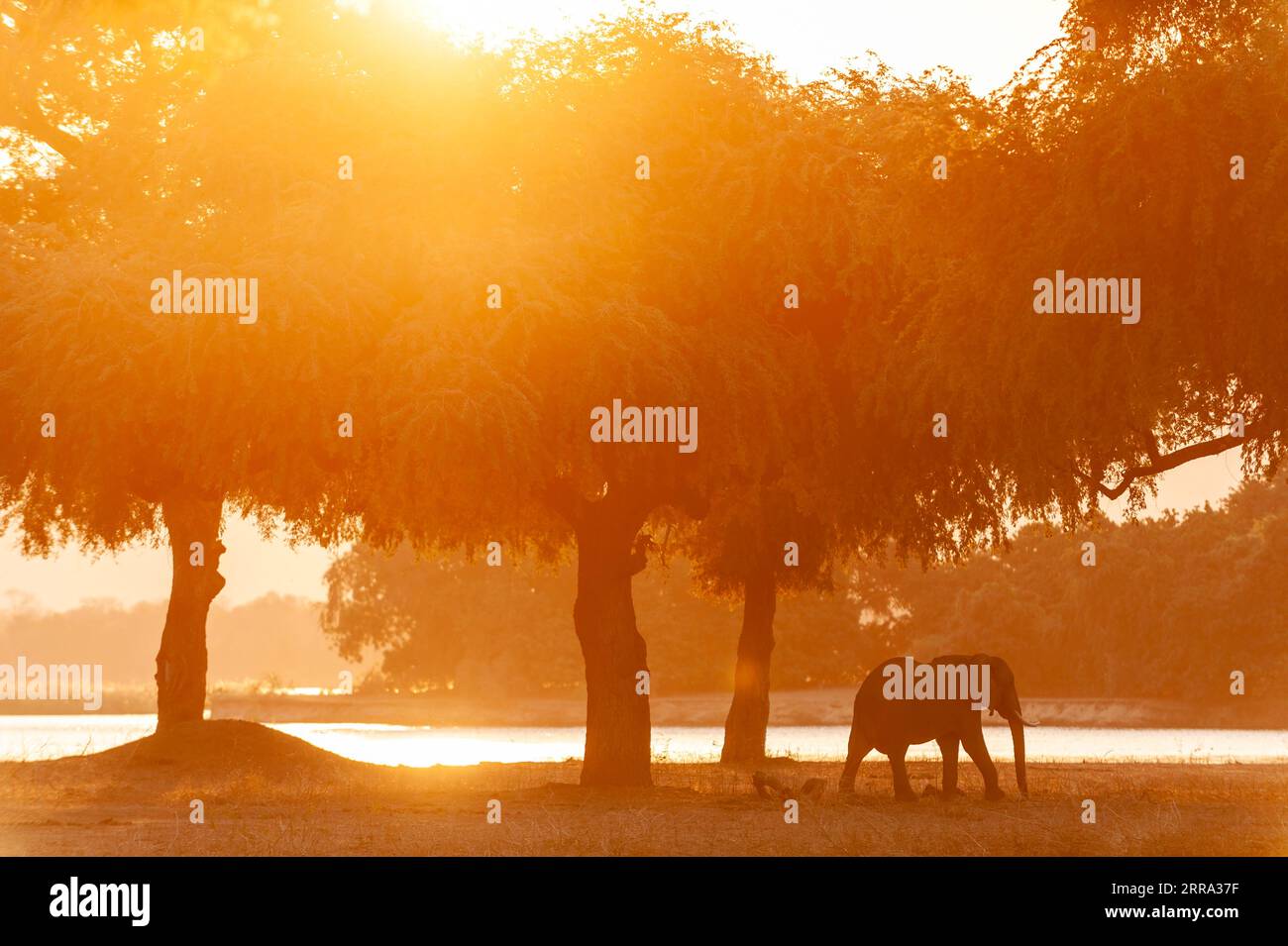 African elephant, Loxodonta africana are seen in a golden sunset with ...