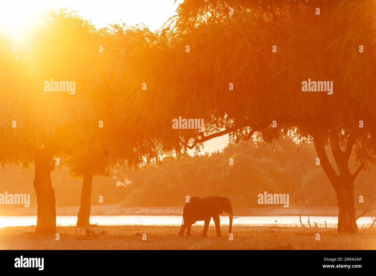African elephant, Loxodonta africana are seen in a golden sunset with ...