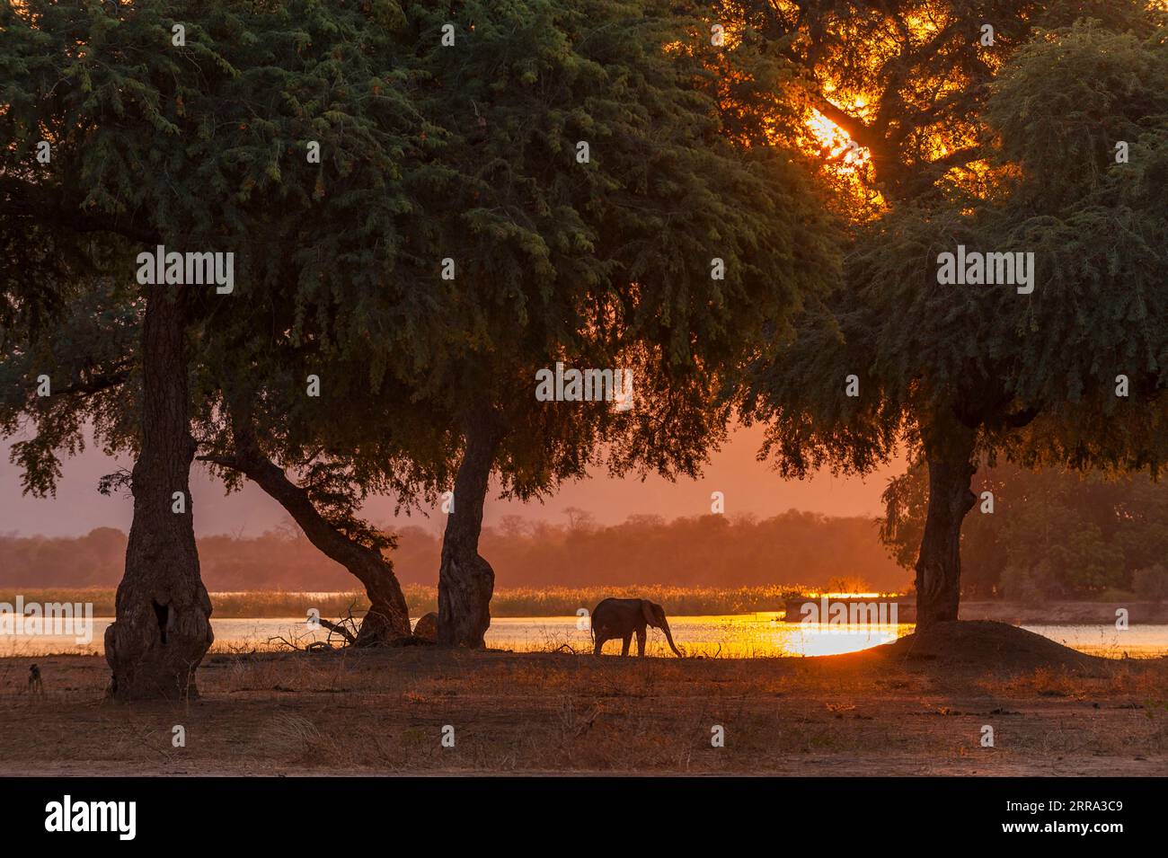 African elephant, Loxodonta africana are seen in a golden sunset with ...