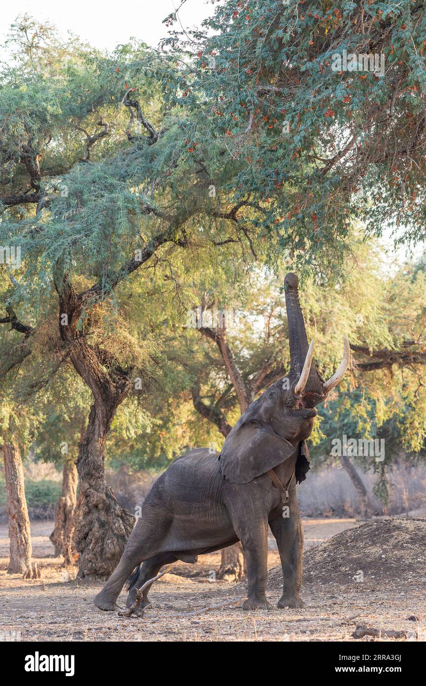 A large elephant reaches into an Ana tree in Zimbabwe's Mana Pools ...