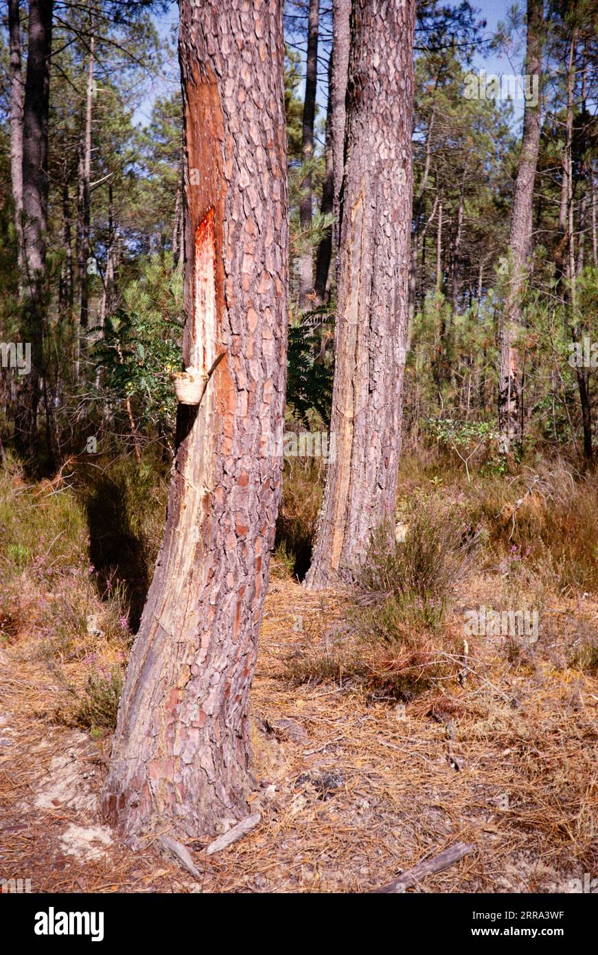 Gum resin tapping called 'gemmage' from pine trees , Landes de Gascogne ...