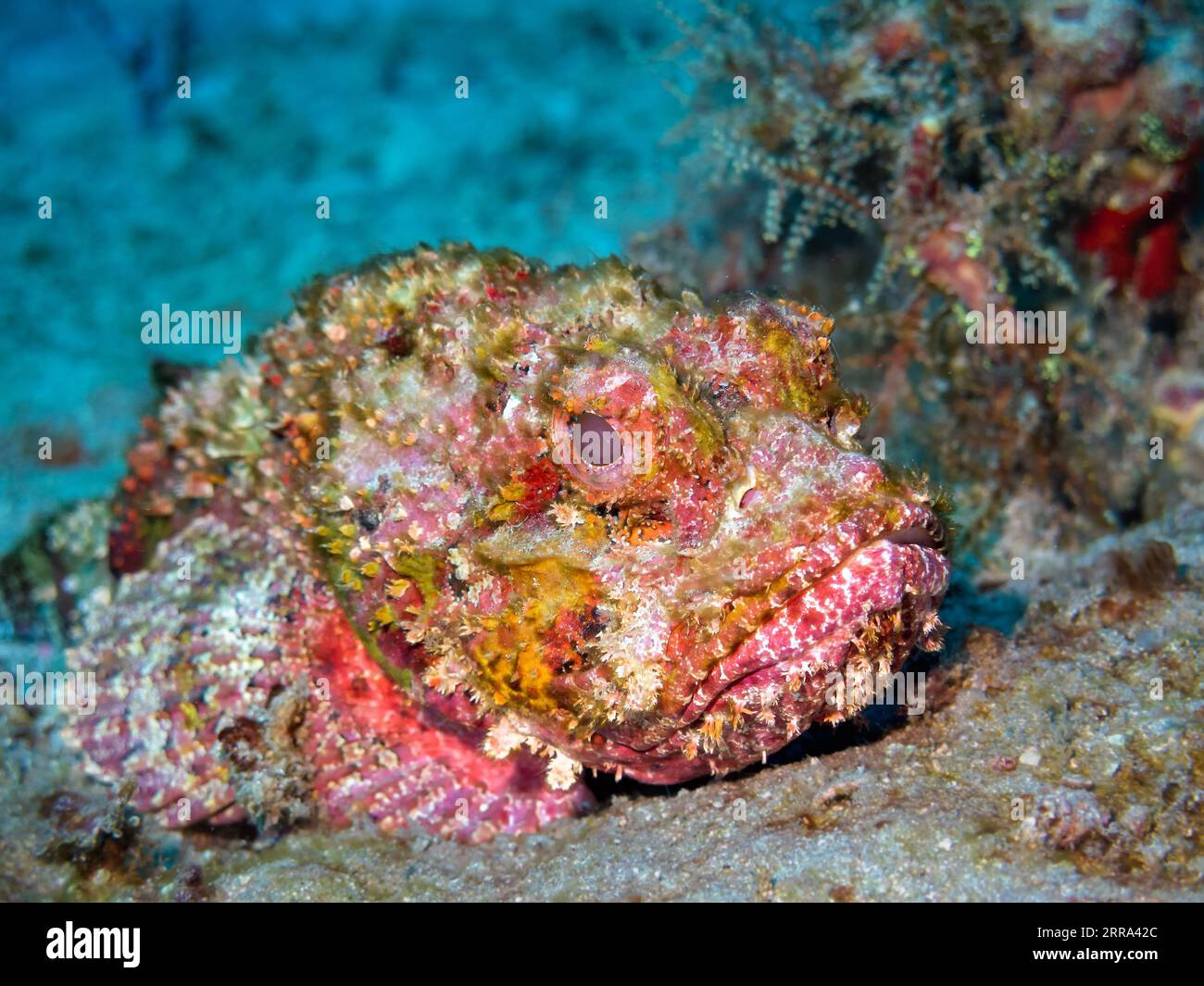 A spotted scorpionfish (Scorpaena plumieri) lies in wait to catch a ...