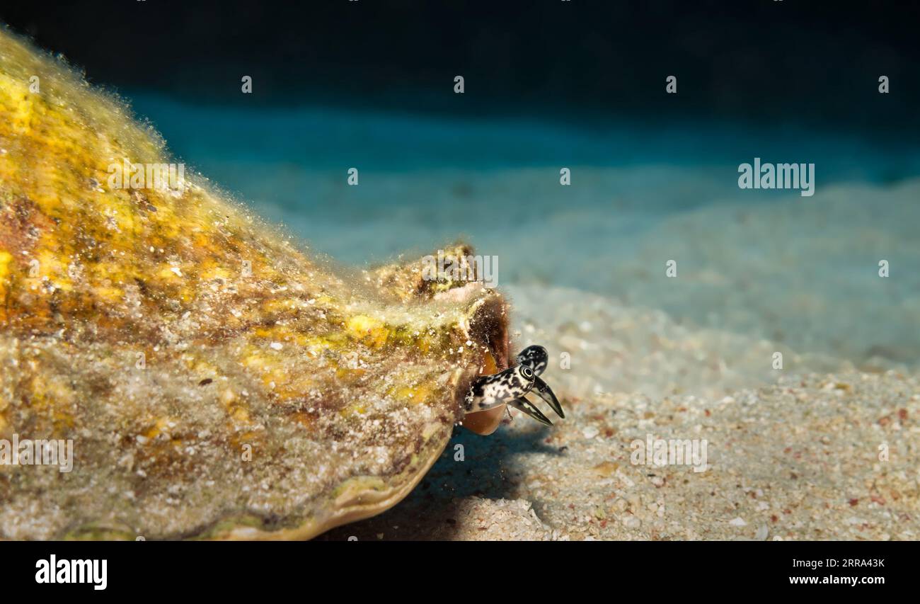 The eye stalks of a queen conch (Lobatus gigas) emerge from the animal ...