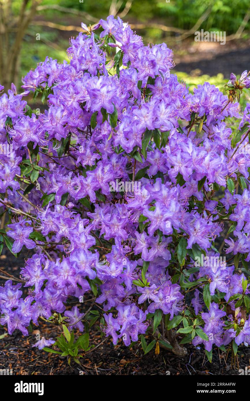 Rhododendron augustinii, the blue rhododendron or Augustine's ...