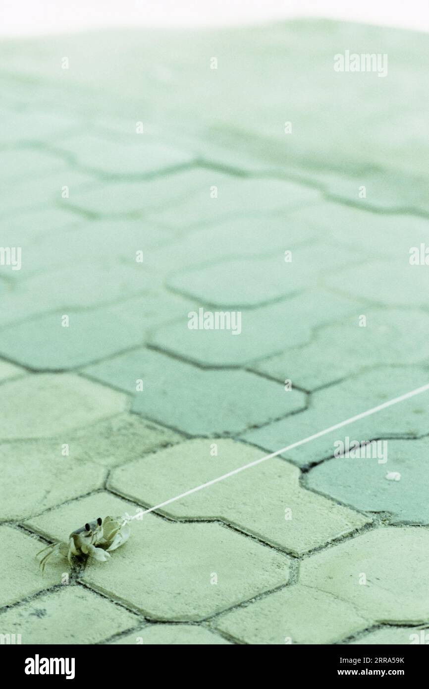 Close up of a small crab on a string being kept as a pet by a little ...