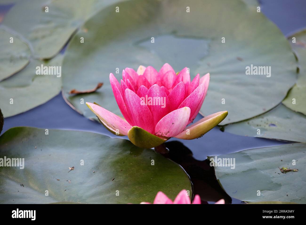 LISNE, UKRAINE - SEPTEMBER 6, 2023 - A water lily grows in a pond as ...