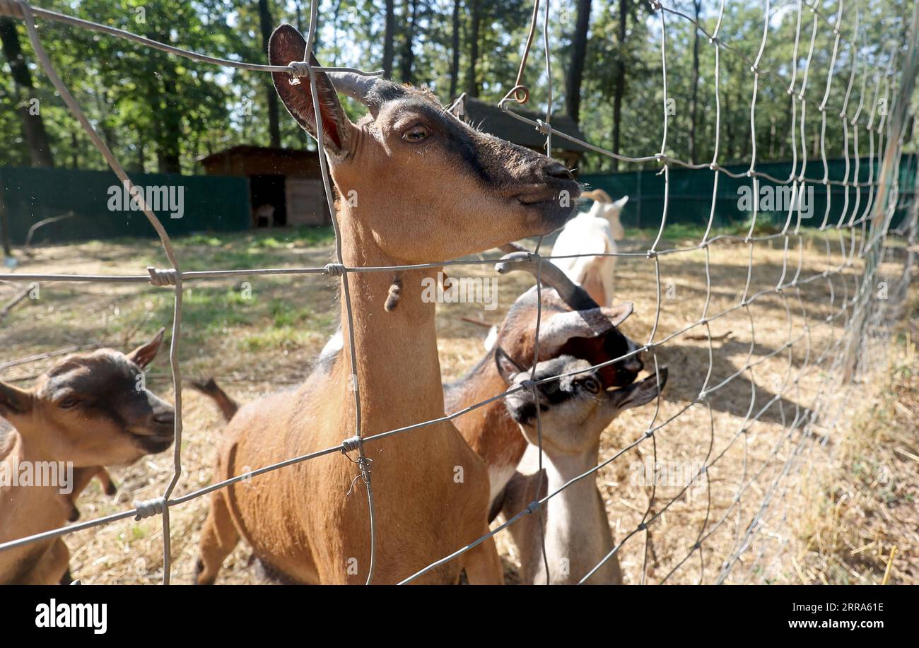 LISNE, UKRAINE - SEPTEMBER 6, 2023 - American Pigmy goats live at ...