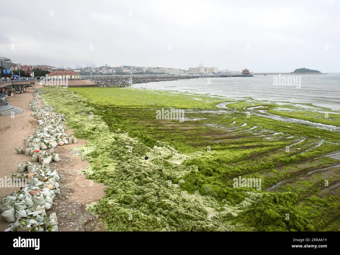 210717 -- QINGDAO, July 17, 2021 -- Photo shows algae along the beach ...