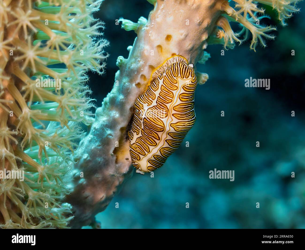306 species hi-res stock photography and images - Alamy