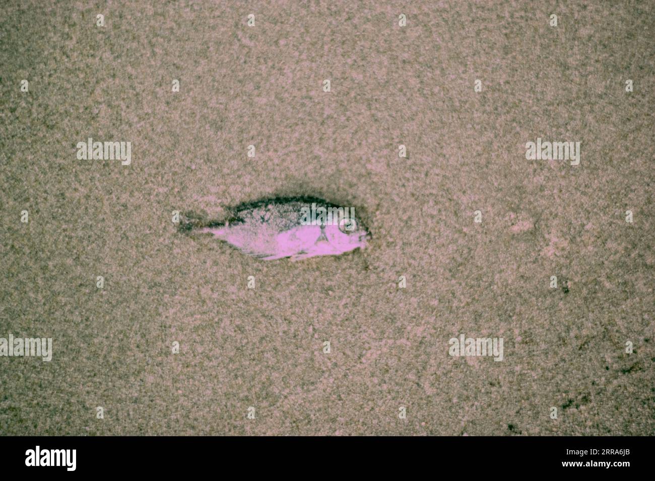 Washed up dead fish on the beach with sandy background Stock Photo - Alamy