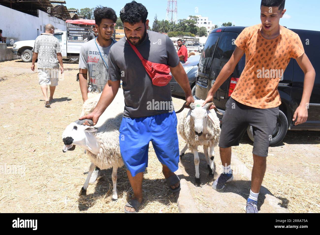 Tunis sheep hi-res stock photography and images - Alamy