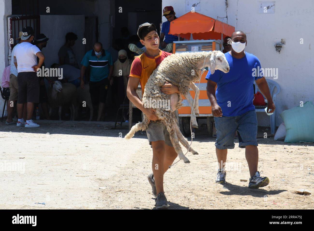 Tunis sheep hi-res stock photography and images - Alamy
