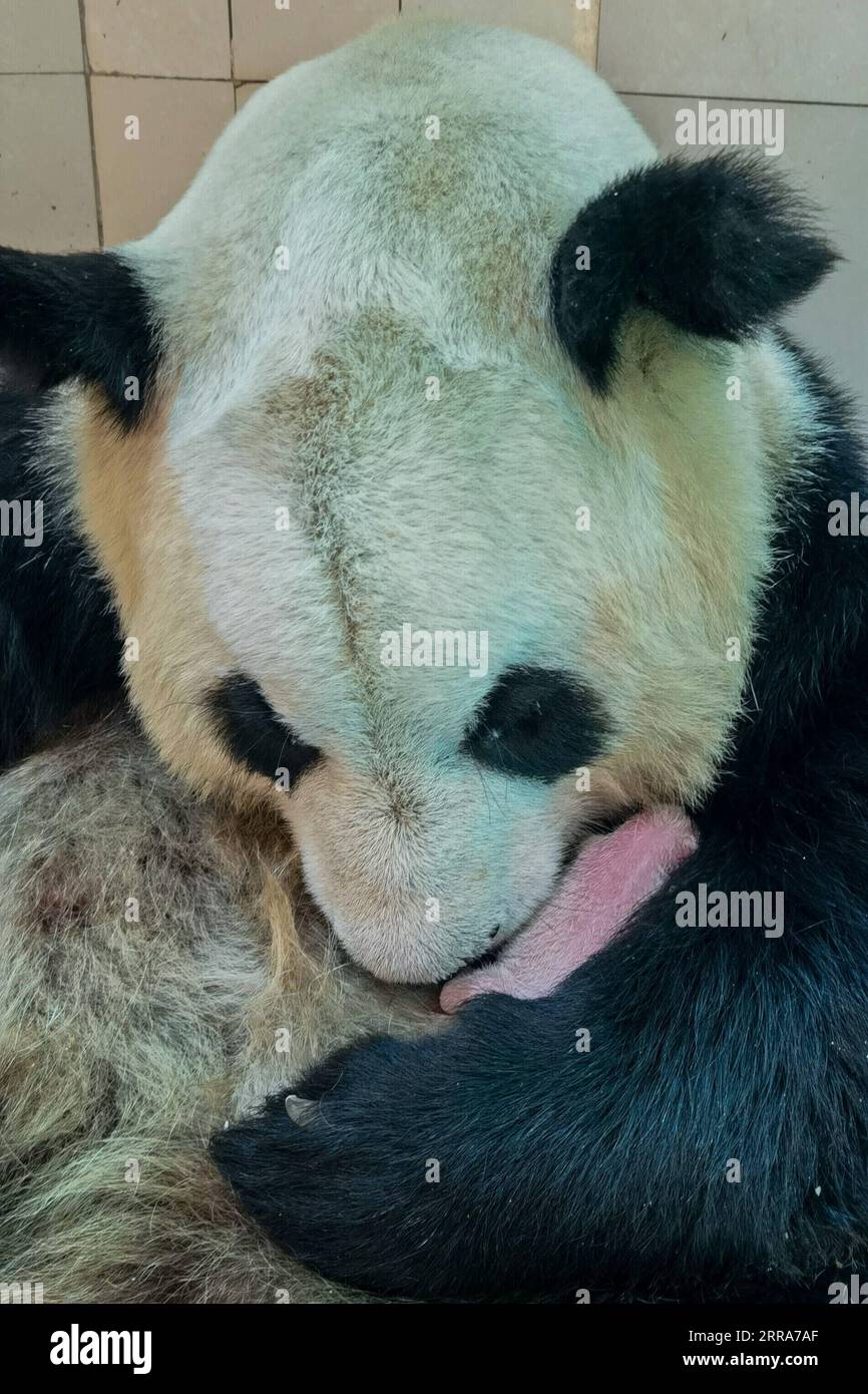 Su shan hi-res stock photography and images - Alamy