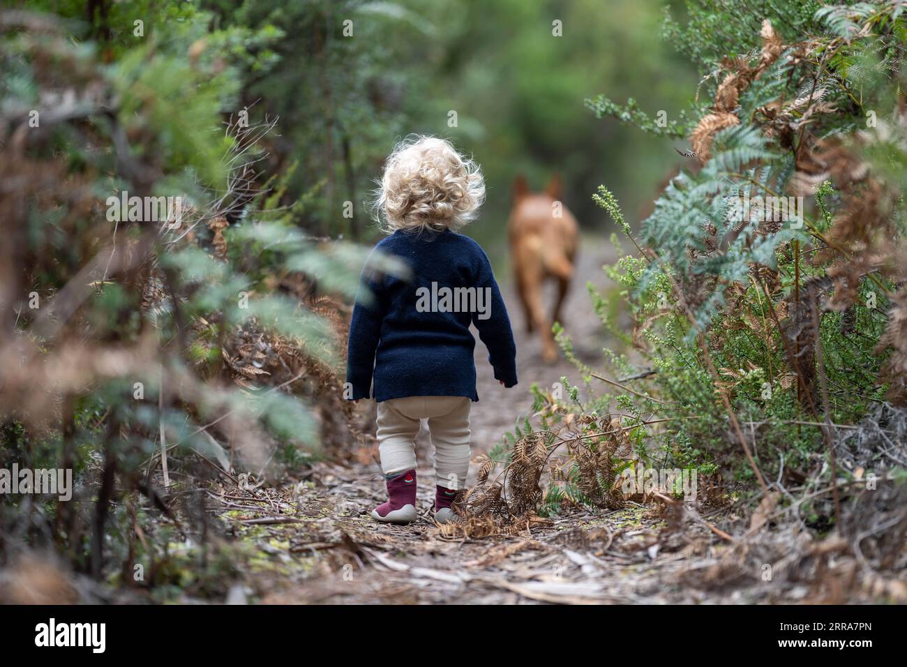 Path in the bush hi-res stock photography and images - Alamy