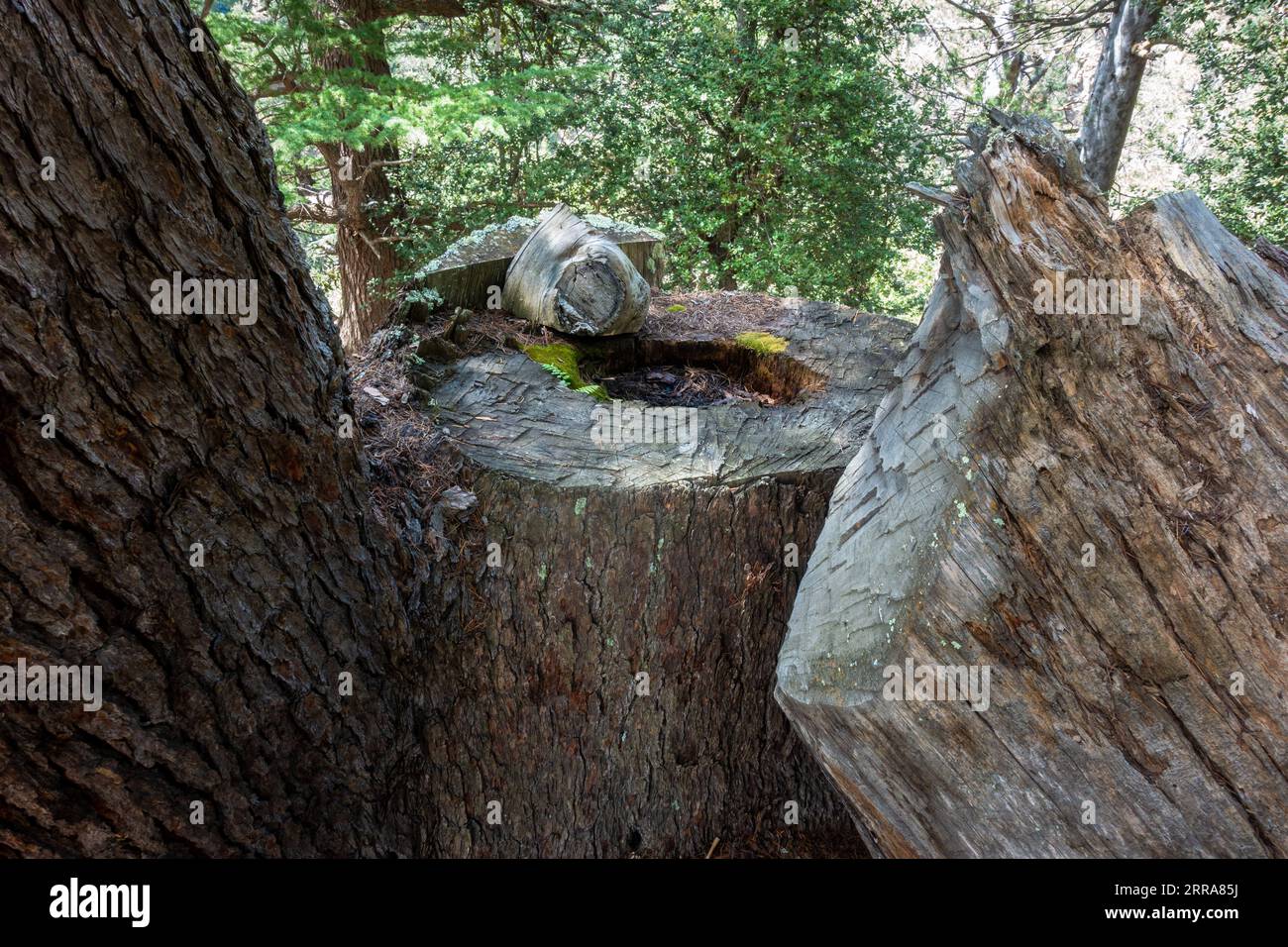 Rainwater collected in a carved wooden stump in the Himachal Pradesh ...