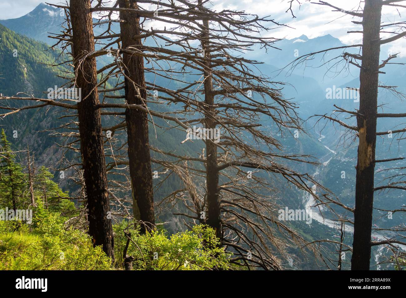 Kinnaur Valleys: Deodar forest amidst deep Himalayan valleys, Himachal ...