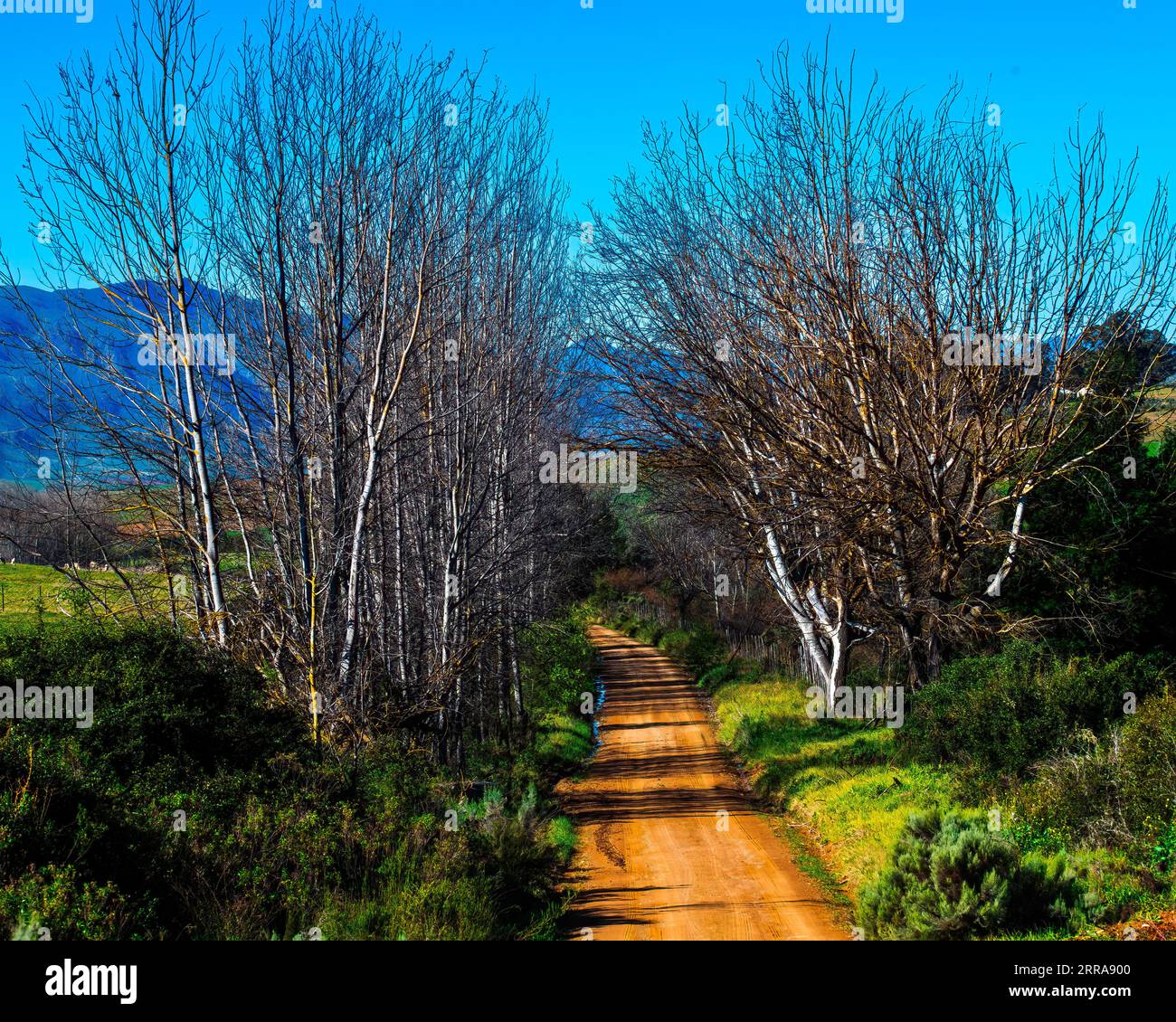 Farm track bounded by poplar trees near Kysoe, Western Cape Stock Photo ...