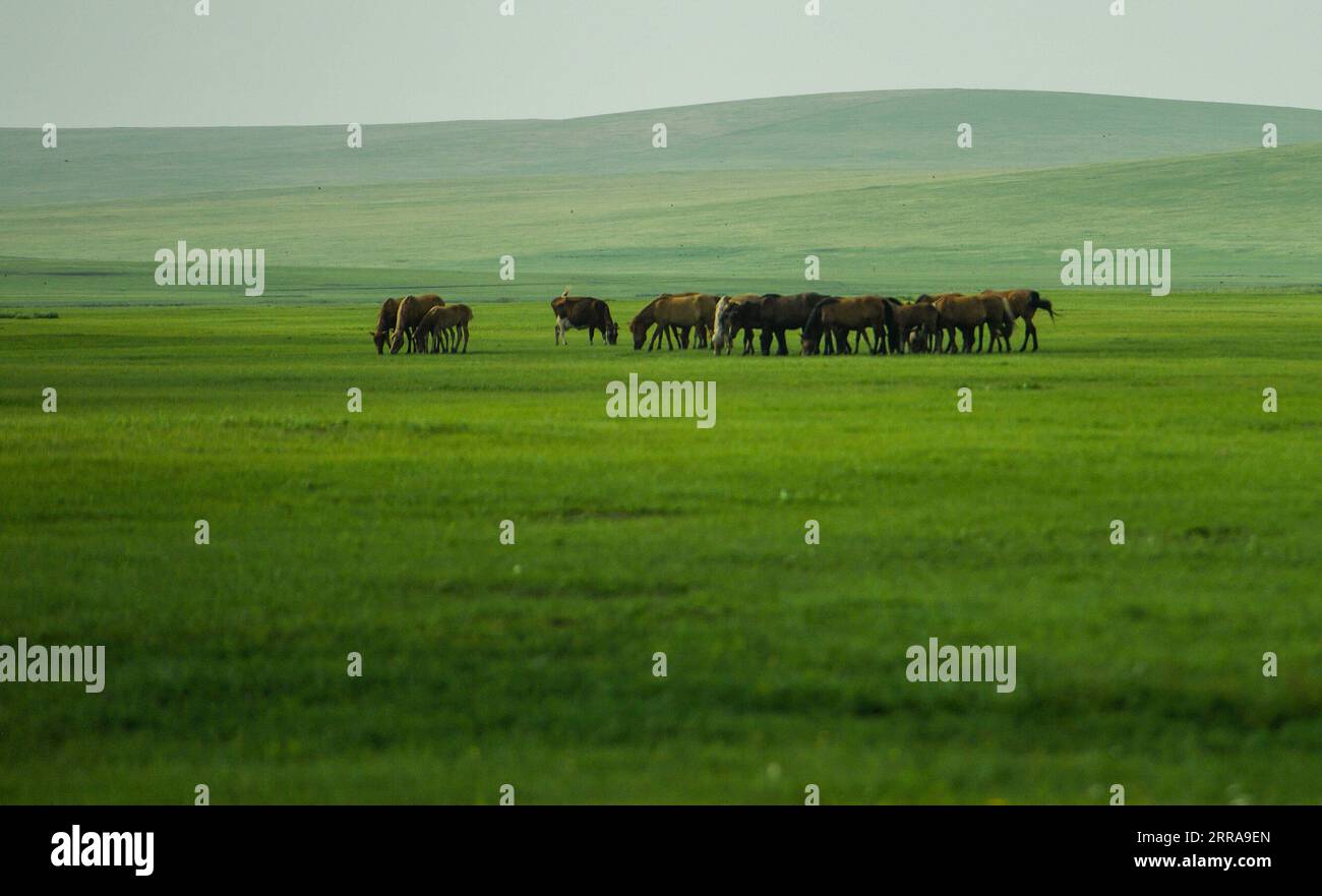 210723 -- HULUN BUIR, July 23, 2021 -- Photo taken on July 22, 2021 ...