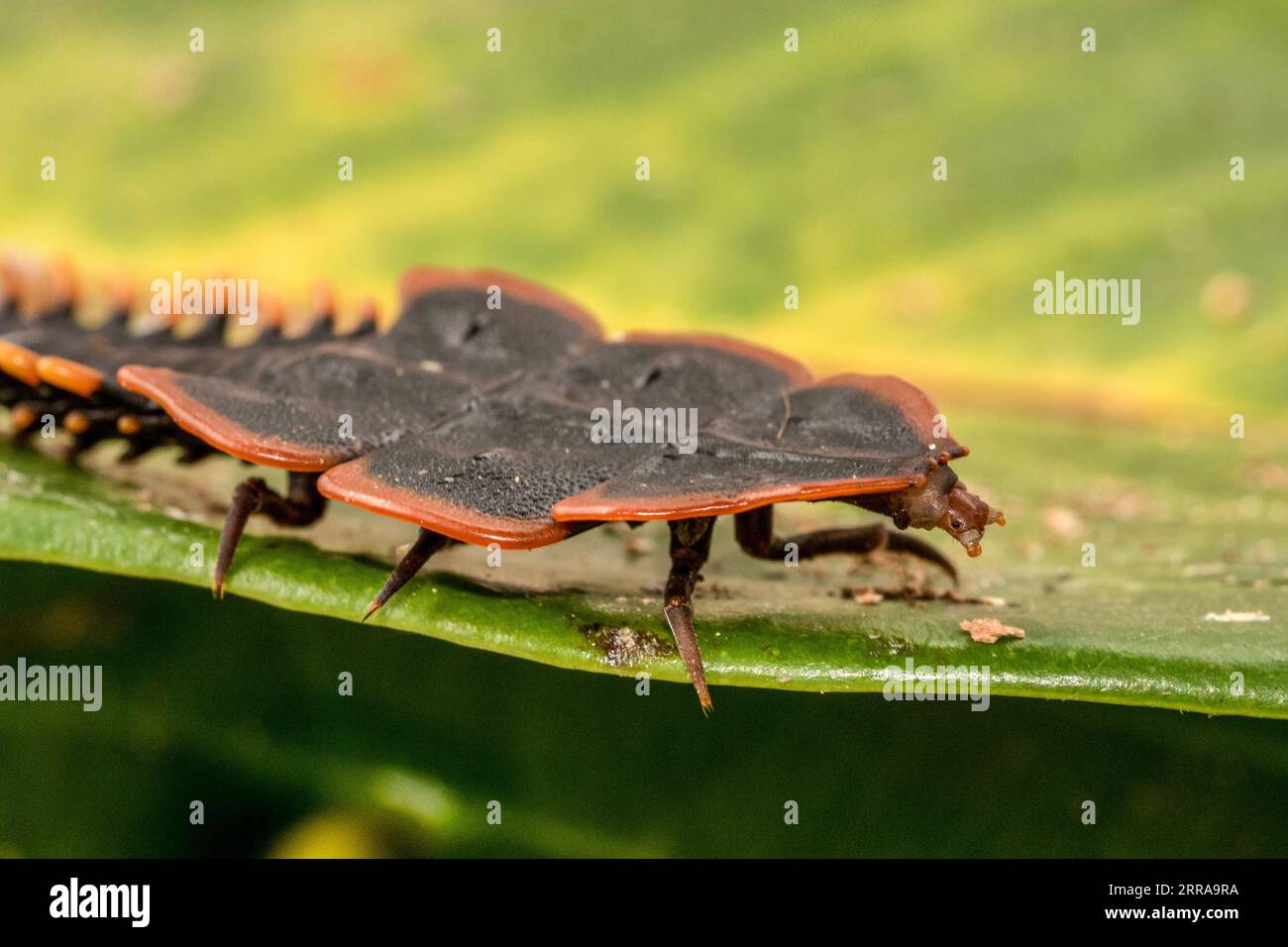 Trilobite Beetle Trilobite Beetle (Platerodrilus Ruficollis)