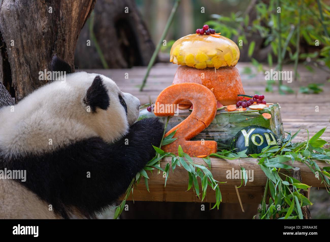 Giant panda twins 2023 hi-res stock photography and images - Alamy Giant panda twins 2023 hi-res stock photography and images - Alamy