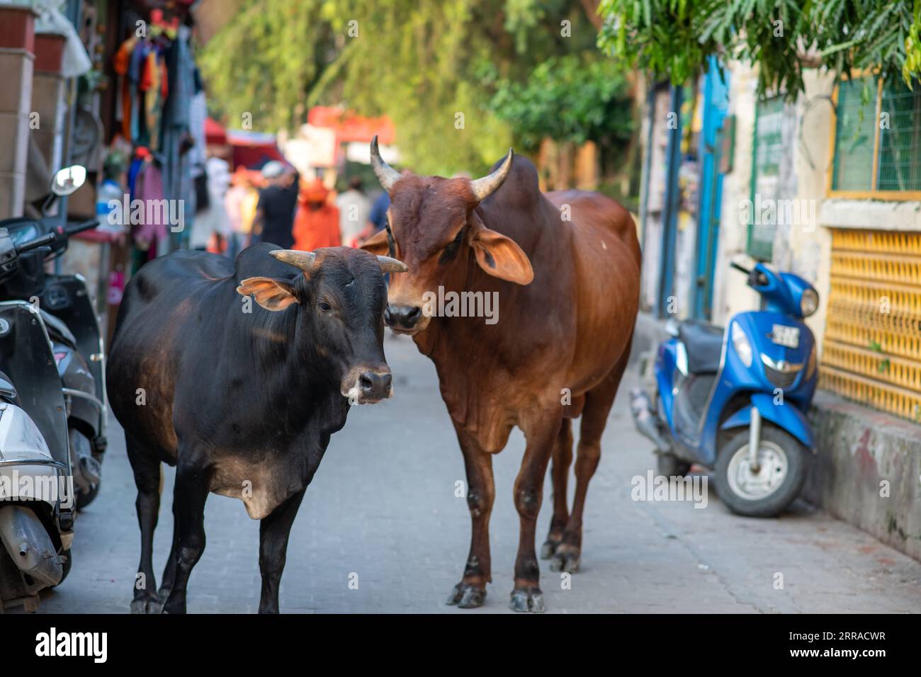 City of the beef cattle hi-res stock photography and images - Alamy