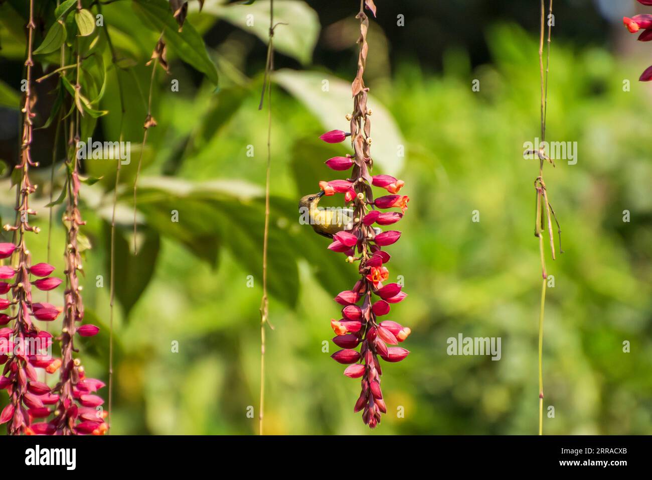 Sucking honey from flower hi-res stock photography and images - Alamy