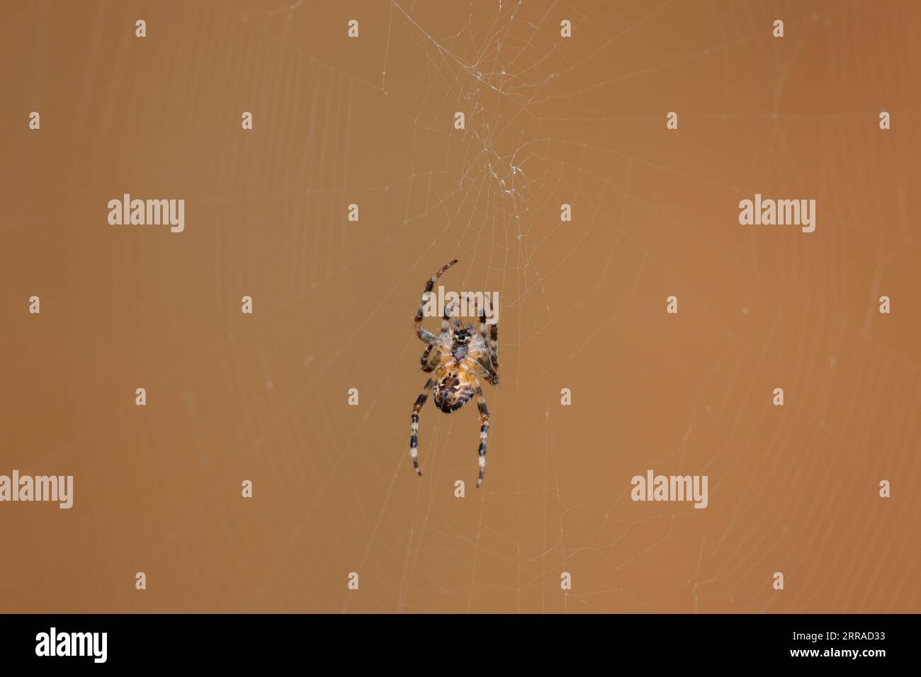 Garden spider Araneus diadematus, reddish brown spider with white ...