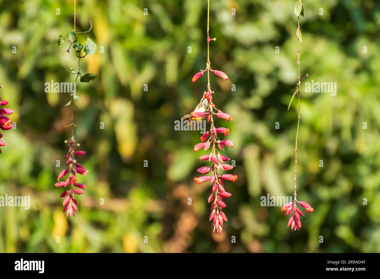 Sucking honey from flower hi-res stock photography and images - Alamy