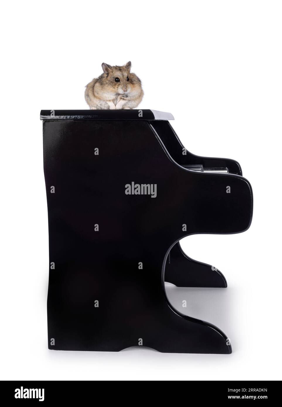 Cute hamster, sitting on top of toy piano. Looking towards camera ...