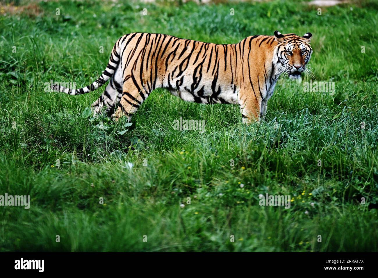 210728 -- HAILIN, July 28, 2021 -- A Siberian tiger is seen at a forest park under the China ...