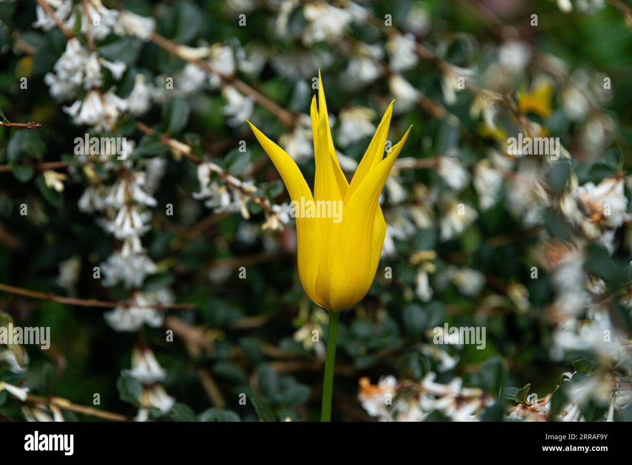 Pointy flower petals hi-res stock photography and images - Alamy