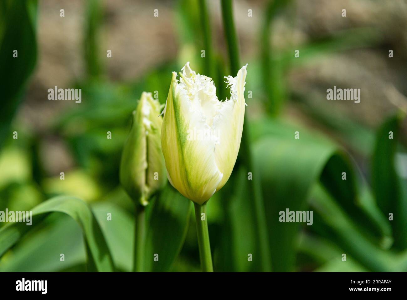 Spiked tulip hi-res stock photography and images - Alamy