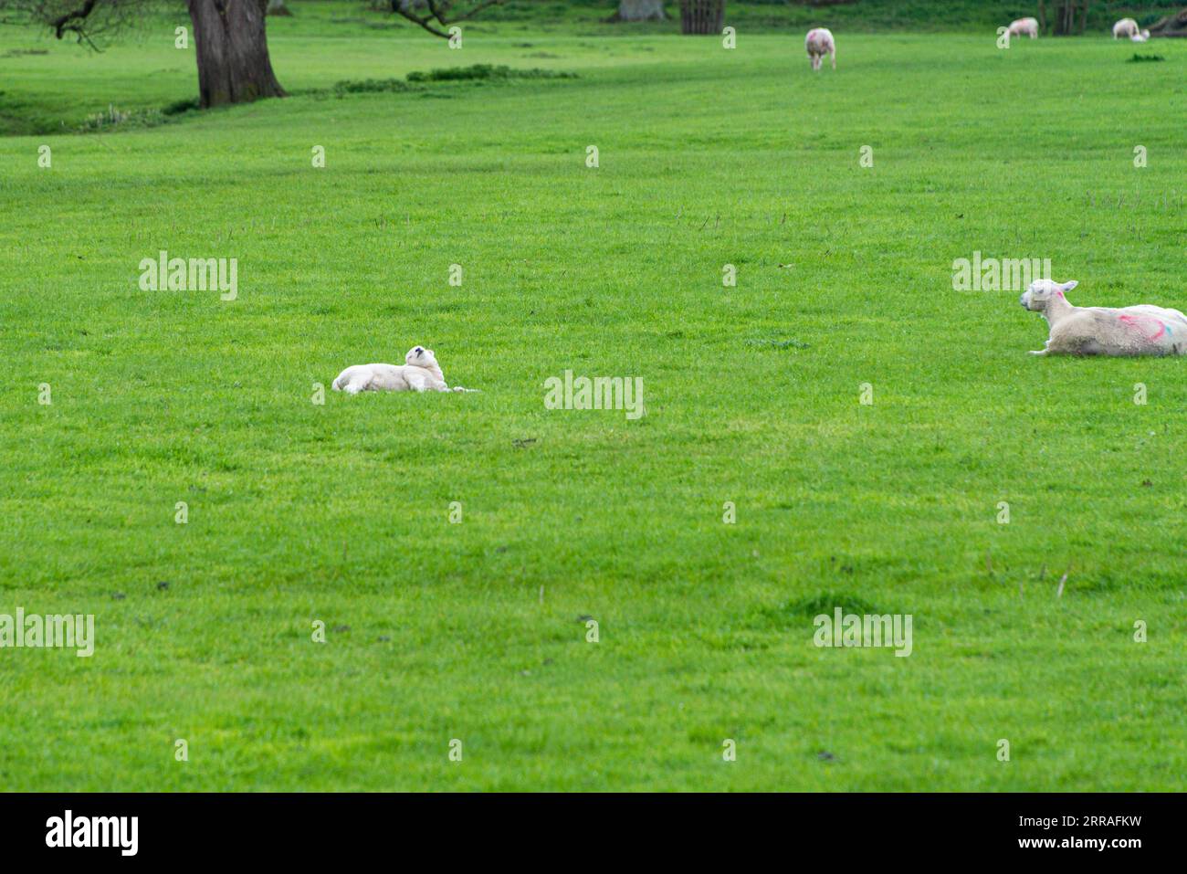 Sheep laying in farm field hi-res stock photography and images - Alamy