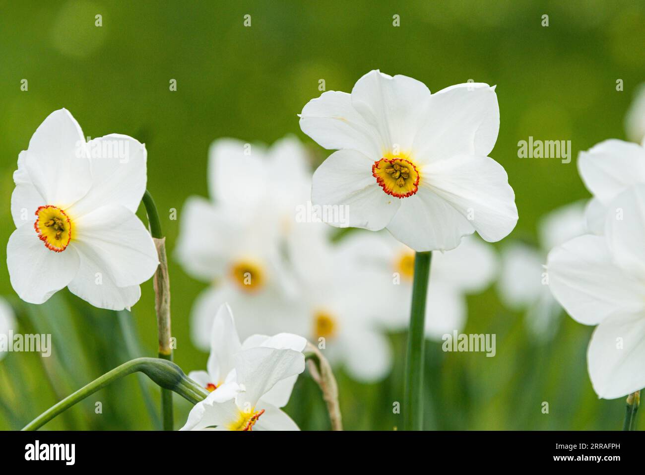 Pheasant's eye daffodil (Narcissus poeticus Stock Photo - Alamy
