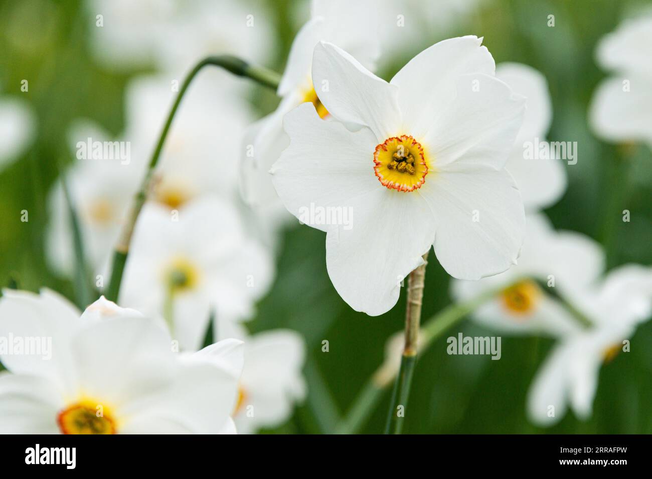 Pheasant's eye daffodil (Narcissus poeticus Stock Photo - Alamy