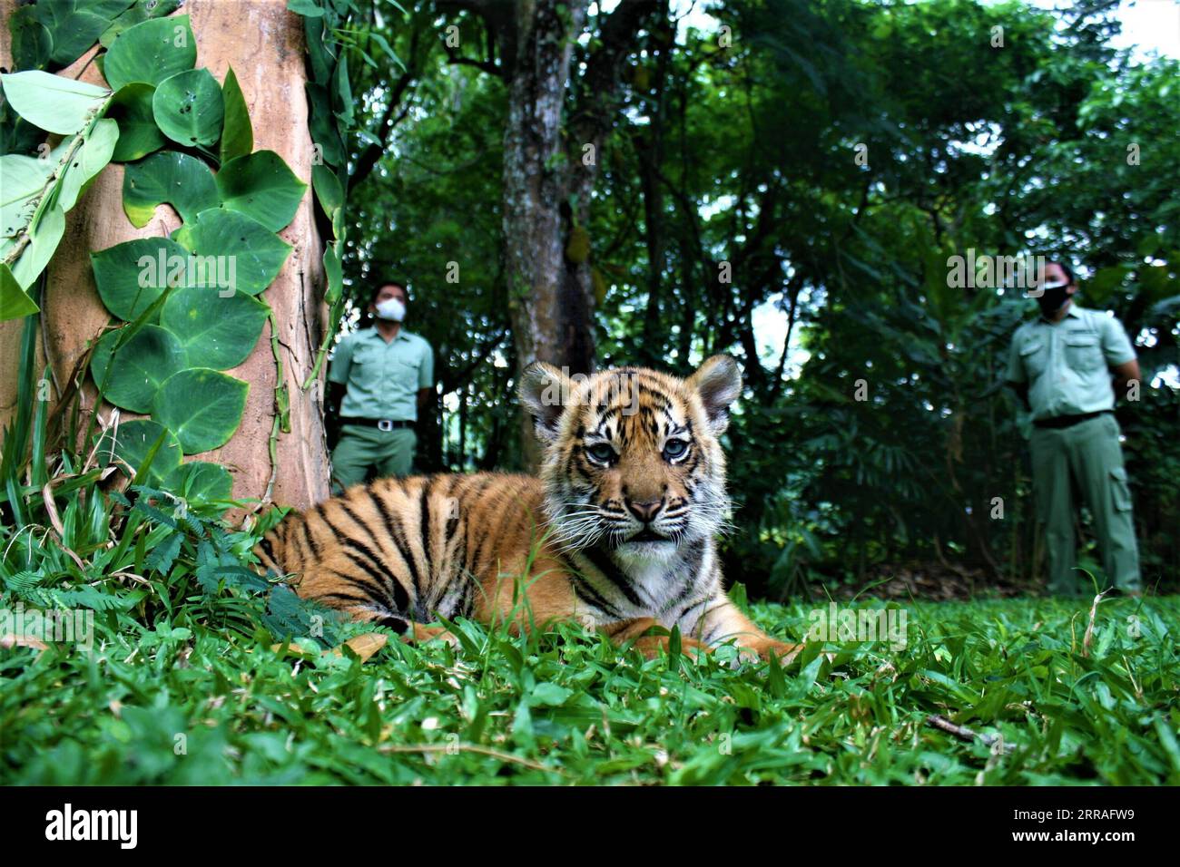 Taman safari prigen hi-res stock photography and images - Alamy